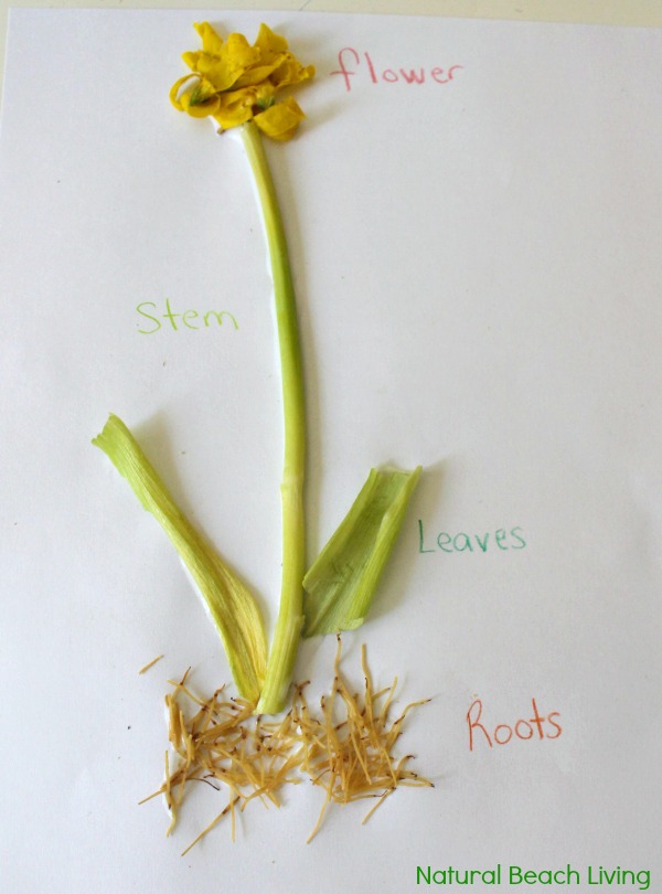 Montessori Inspired Botany for Kids - Natural Beach Living
