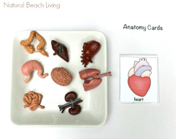 Montessori Human Anatomy Activities with Free Printables - Natural ...