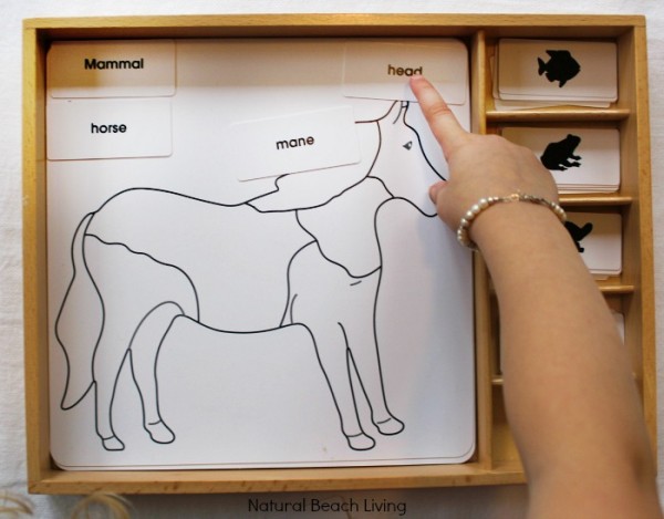 Montessori Farm Activities ~ Farm Theme Unit Study with Free Printables ...