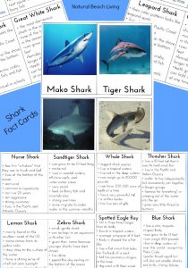 Shark Information for Kids - Free Shark Printables - Natural Beach Living