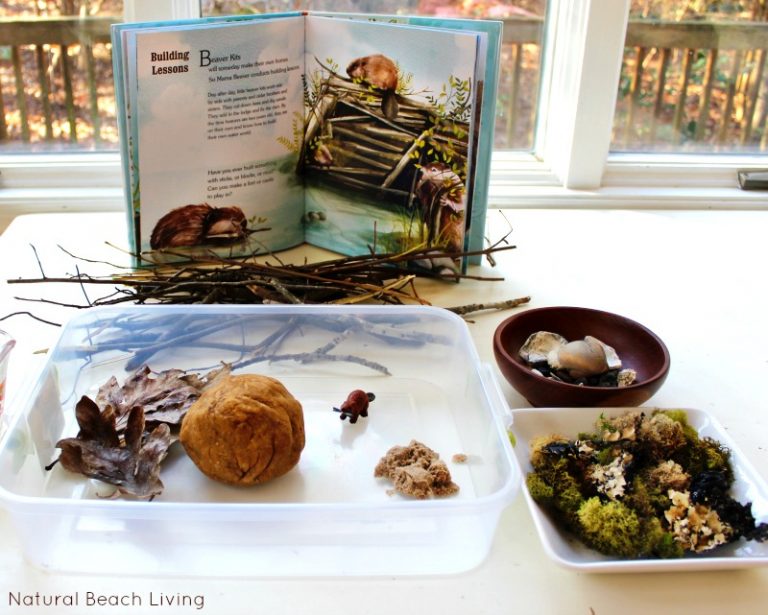 How to Make a Mason Bee Habitat - Perfect Life Cycle of a Bee ...
