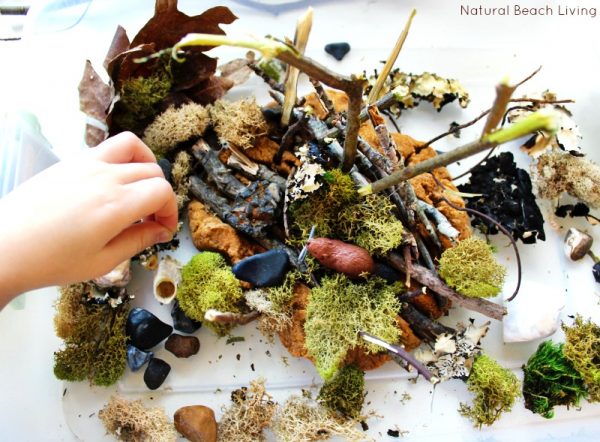 Animal Habitat Activities for Preschool - Natural Beach Living