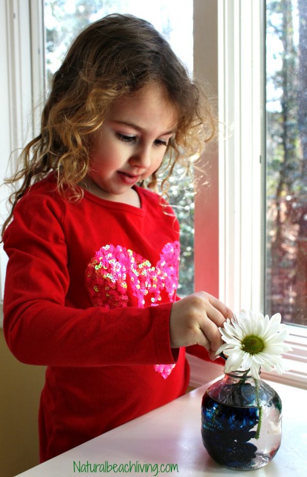 Flower Science Activities for Preschool and Kindergarten - Natural ...