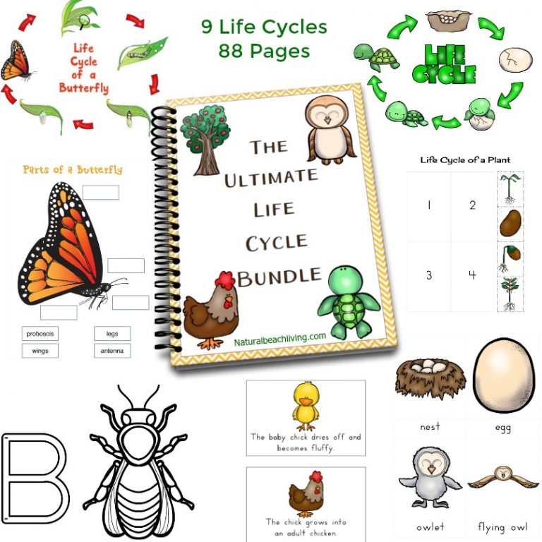 45+ Life Cycle Activities and Printables for Kids - Natural Beach Living