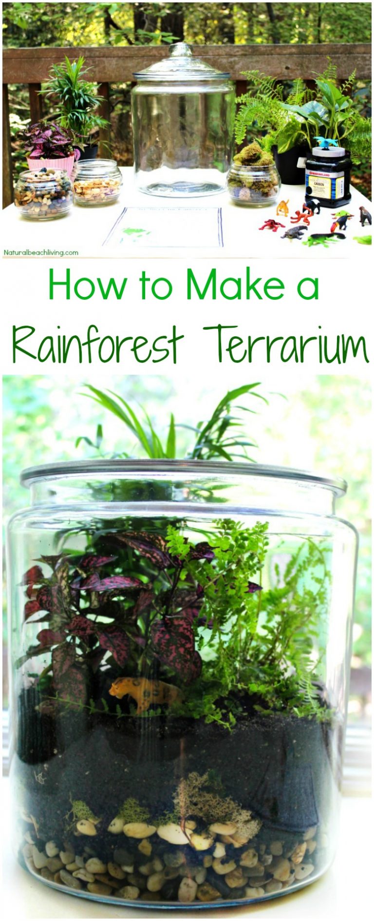 How to Make a Rainforest Terrarium with Kids - Natural Beach Living