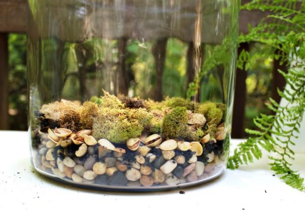 How to Make a Rainforest Terrarium with Kids - Natural Beach Living
