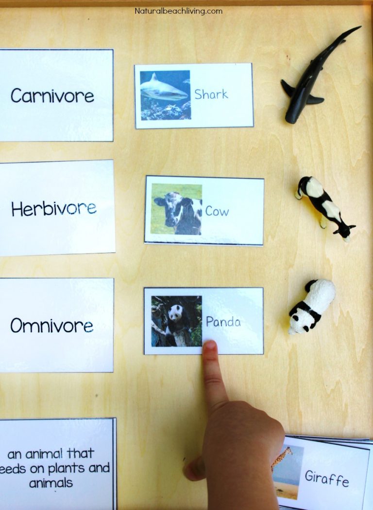 Animal Sort Activity Omnivore, Herbivore, Carnivore Printables for Kids ...