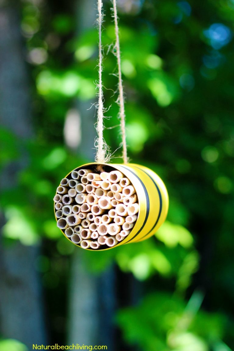 How to Make a Mason Bee Habitat - Perfect Life Cycle of a Bee ...
