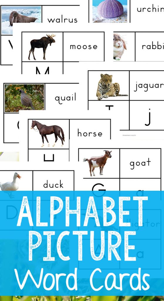 Alphabet Printable Picture Cards - Visual Word Cards - Natural Beach Living