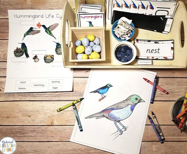 Kindergarten and Preschool Bird Theme Activities Unit Study - Natural ...