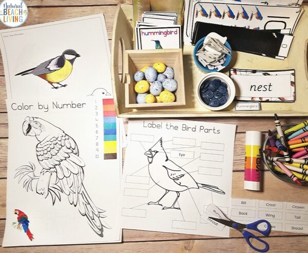 Kindergarten and Preschool Bird Theme Activities Unit Study - Natural ...