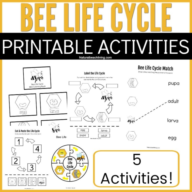 Bee Activities to Teach the Life Cycle of a Bee for Preschoolers and ...