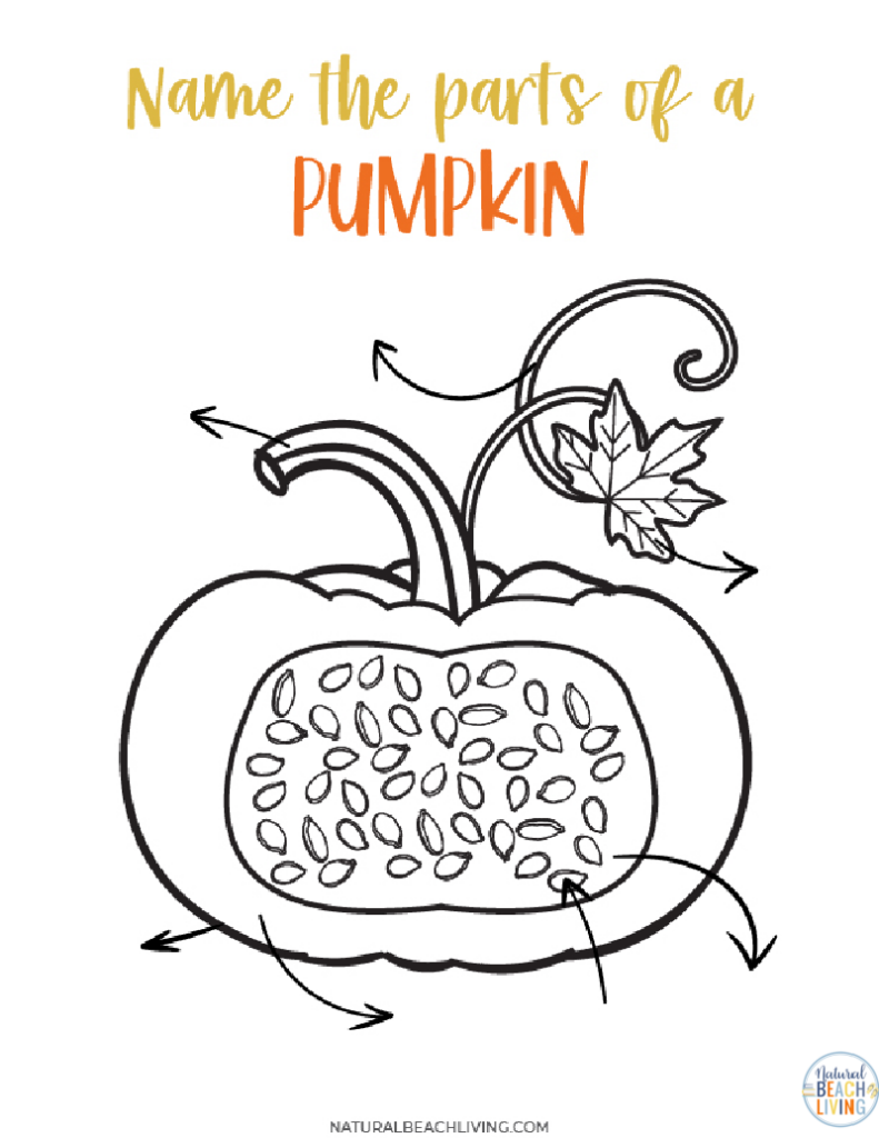 Pumpkin Investigation Worksheets and Activity - Natural Beach Living