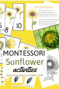 Montessori Sunflower Unit Study All About Sunflowers Themed Learning ...