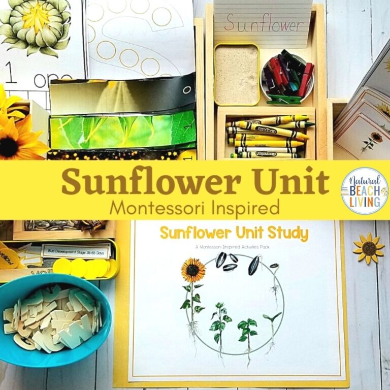 Montessori Sunflower Unit Study All About Sunflowers Themed Learning ...