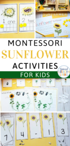 Montessori Sunflower Unit Study All About Sunflowers Themed Learning ...