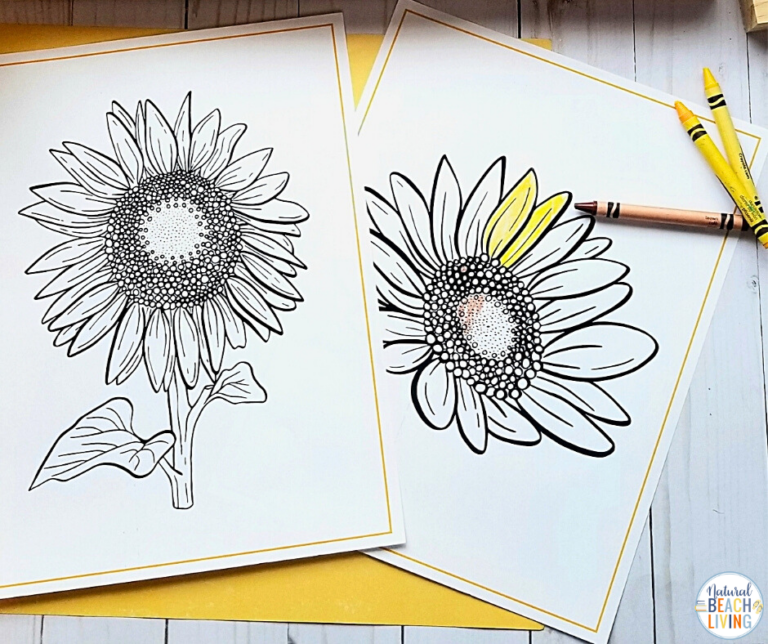 Montessori Sunflower Unit Study All About Sunflowers Themed Learning ...