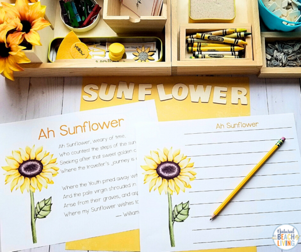 Montessori Sunflower Unit Study All About Sunflowers Themed Learning ...