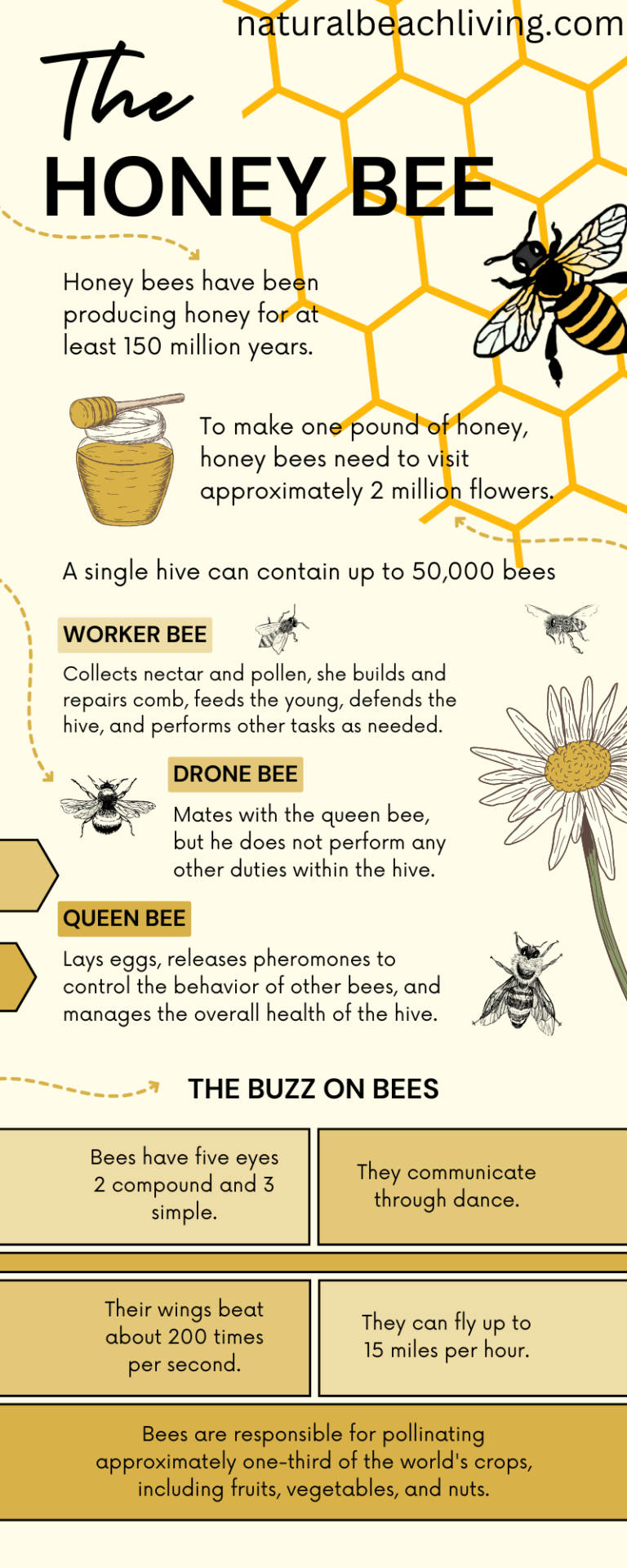 Easy Ways to Help Bees in Your Backyard- Save the Bees - Natural Beach ...