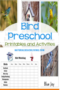 Bird Printables and Bird Activities for Kids - Natural Beach Living